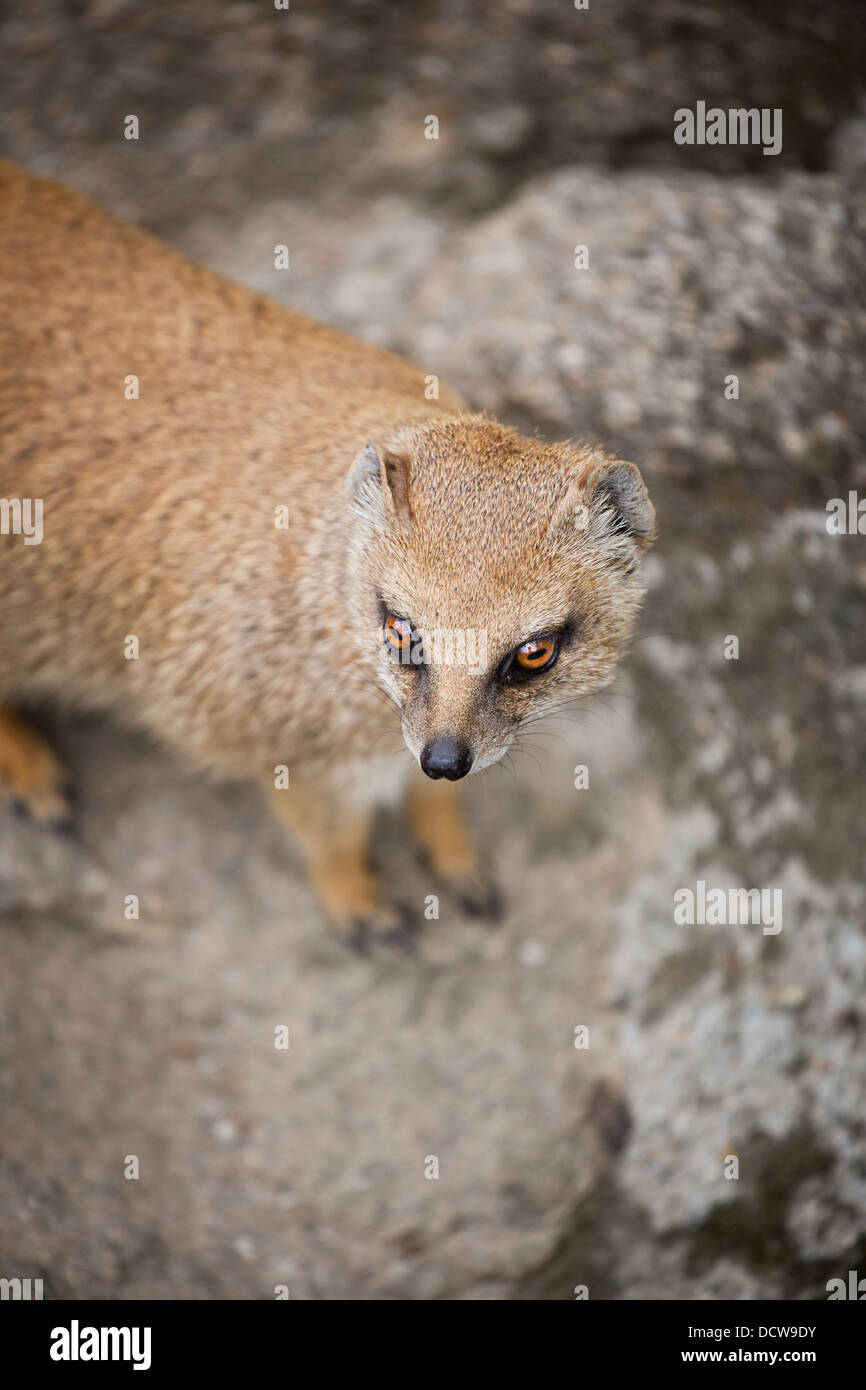 cute yellow mongoose Stock Photo - Alamy