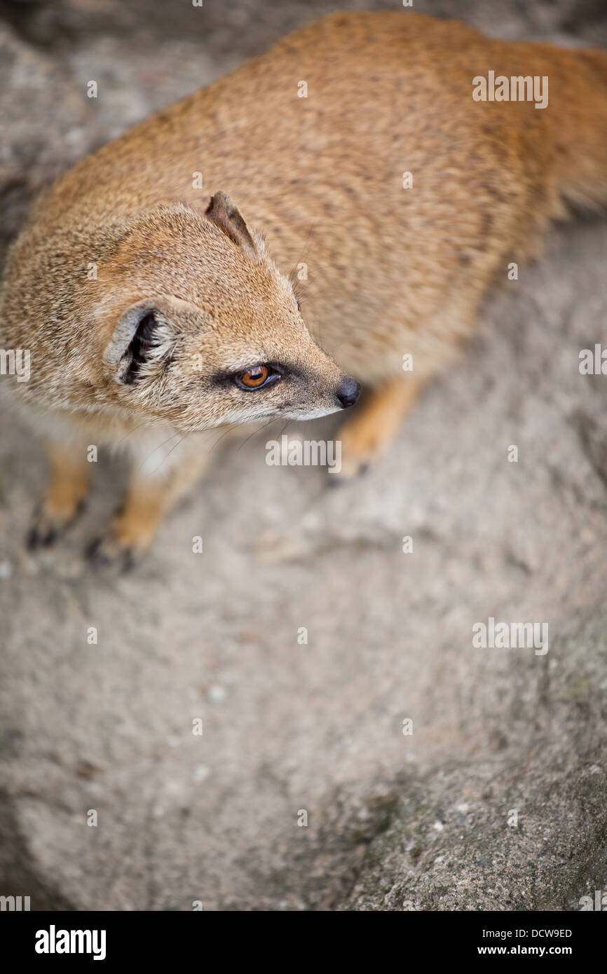 cute yellow mongoose Stock Photo - Alamy