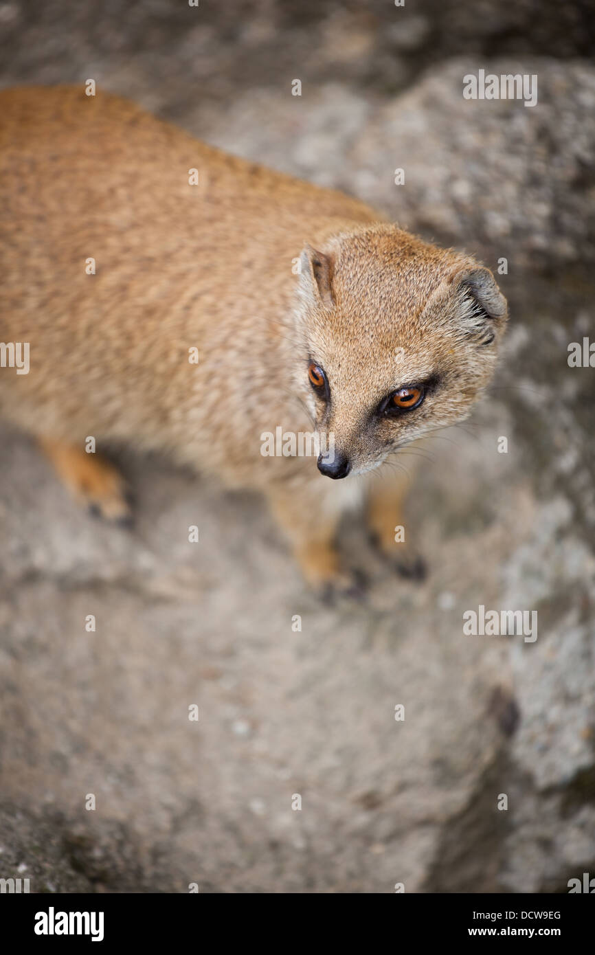 cute yellow mongoose Stock Photo - Alamy