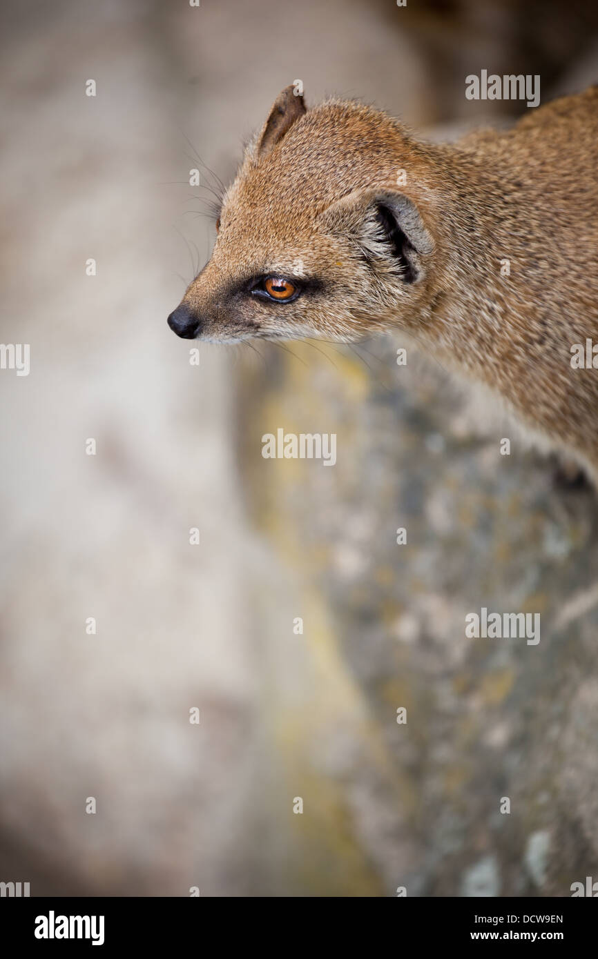 cute yellow mongoose Stock Photo - Alamy