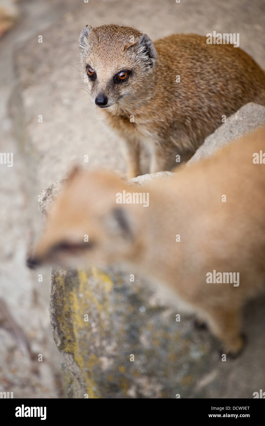 cute yellow mongoose Stock Photo - Alamy