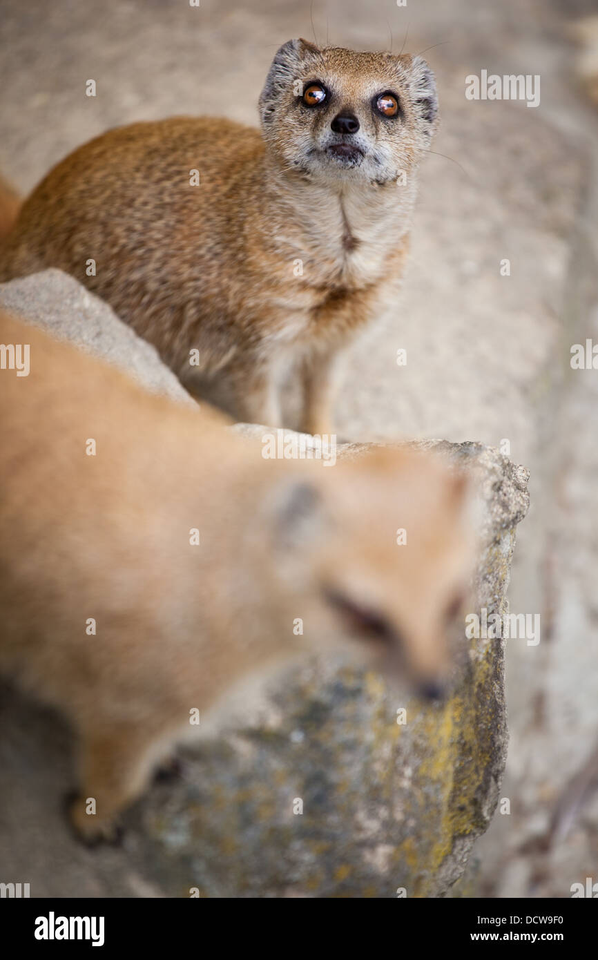 cute yellow mongoose Stock Photo - Alamy