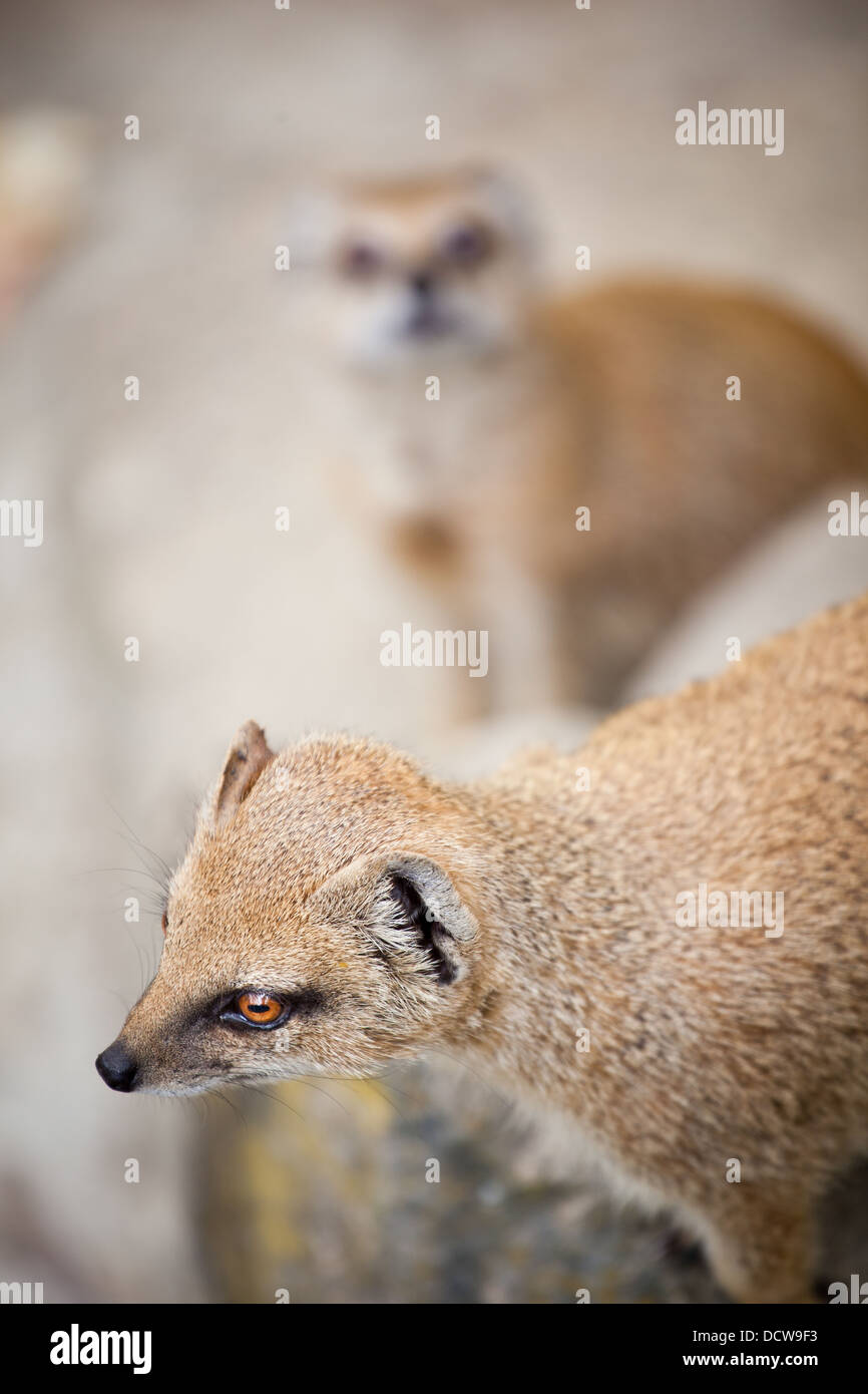 cute yellow mongoose Stock Photo - Alamy