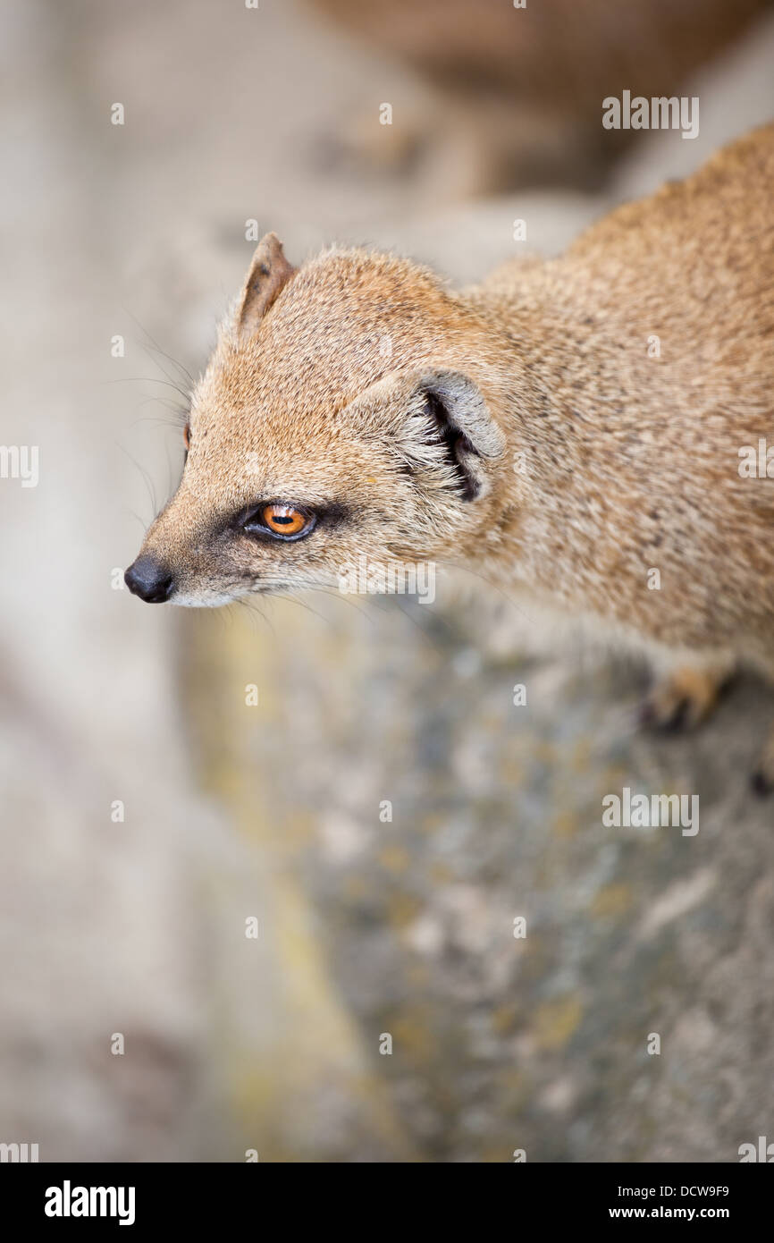 cute yellow mongoose Stock Photo - Alamy