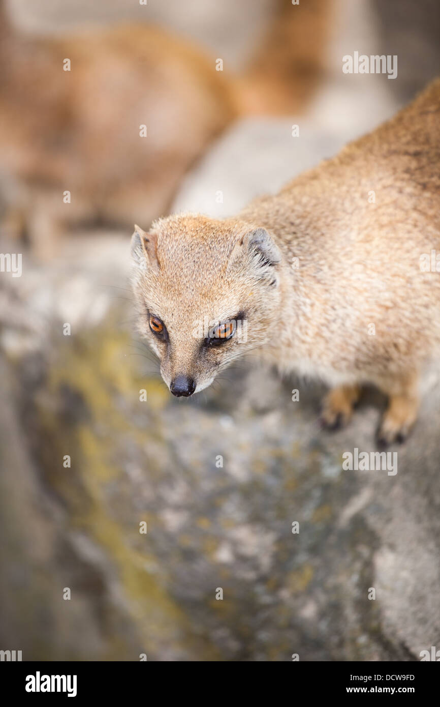 cute yellow mongoose Stock Photo - Alamy