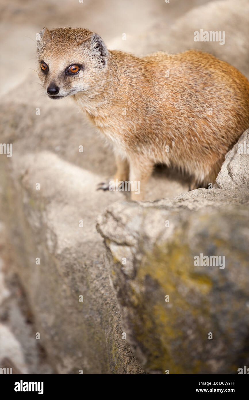 cute yellow mongoose Stock Photo - Alamy