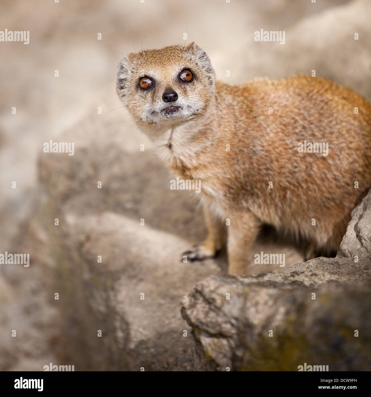 cute yellow mongoose Stock Photo - Alamy