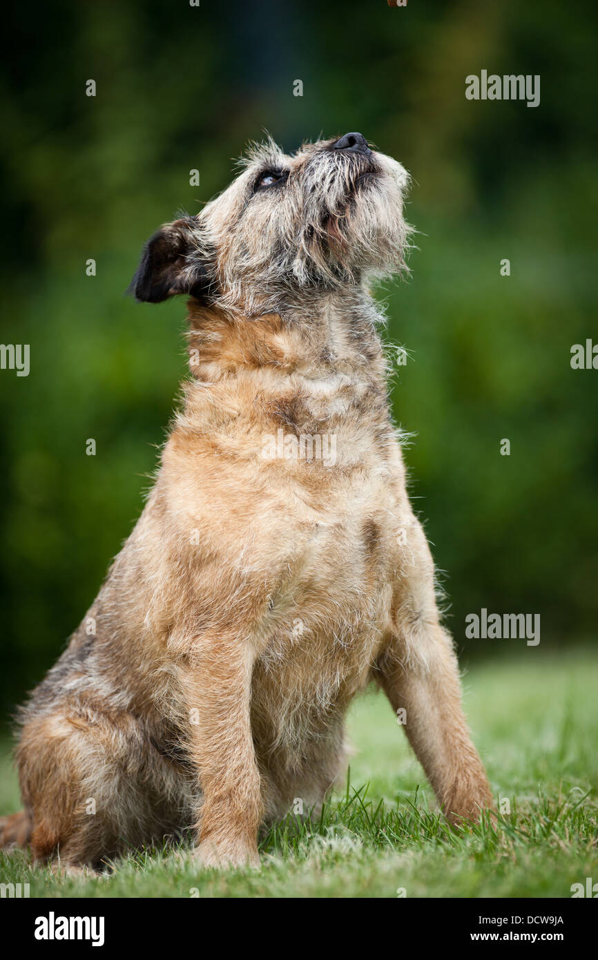 Show dog scotland terrier hi-res stock photography and images - Alamy