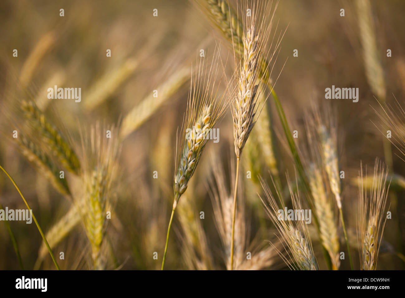 Ears of ripe barley growing in a farm field Stock Photo - Alamy