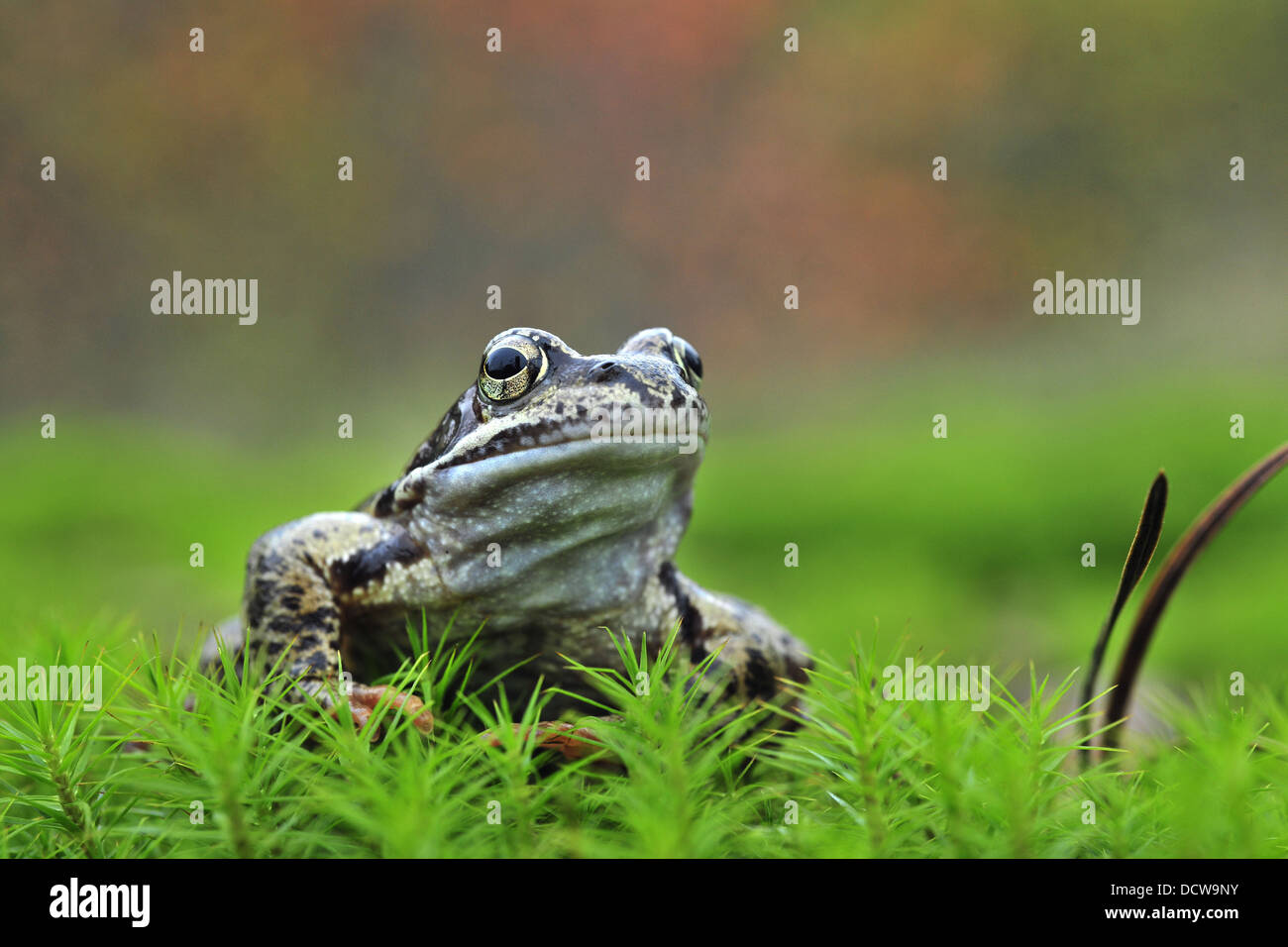 Common Frog Portrait Stock Photo - Alamy