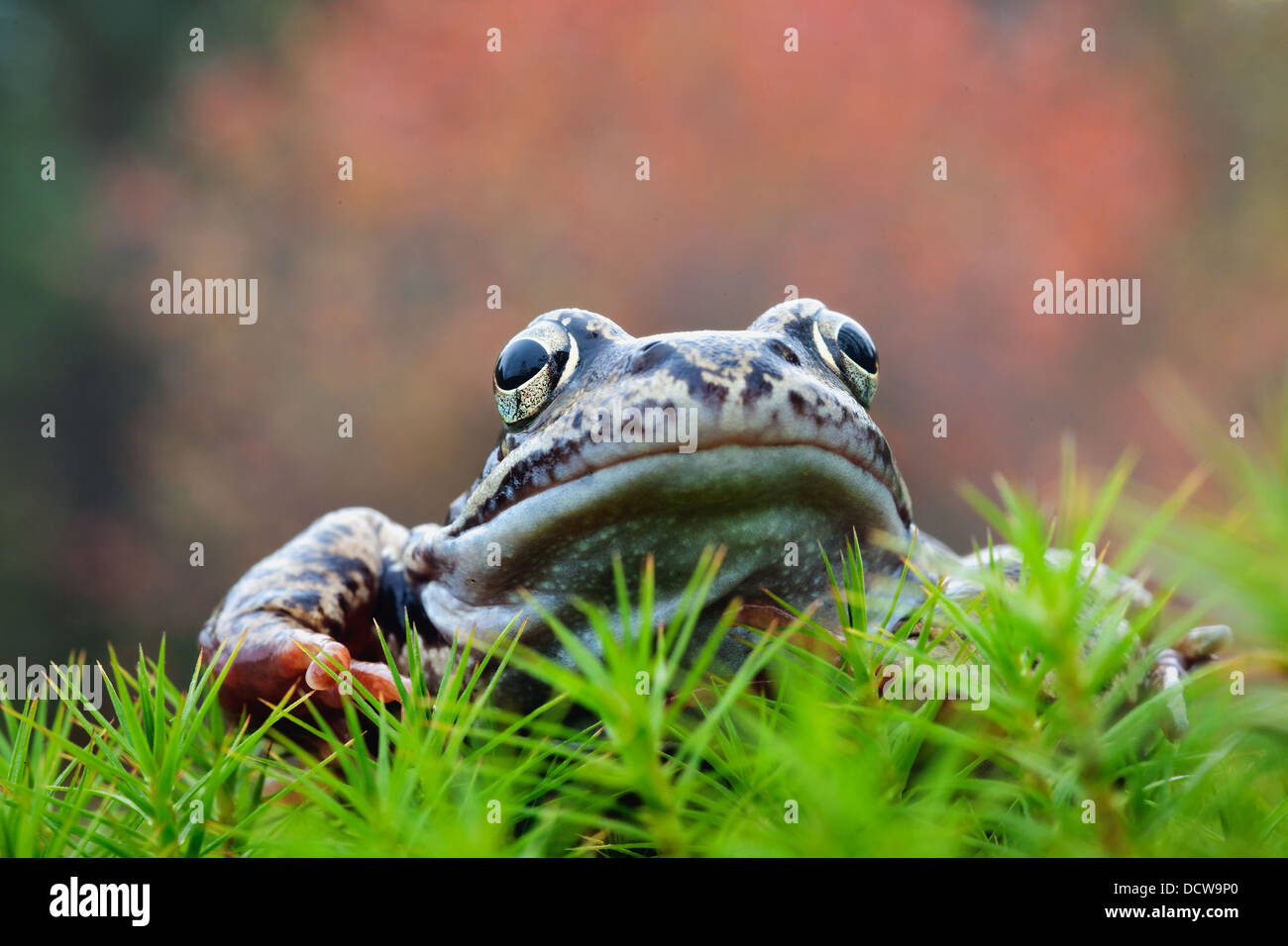 Common Frog Portrait Stock Photo - Alamy