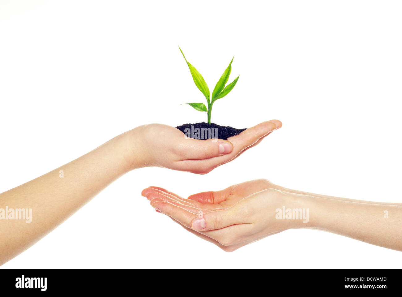 plant in hands Stock Photo - Alamy