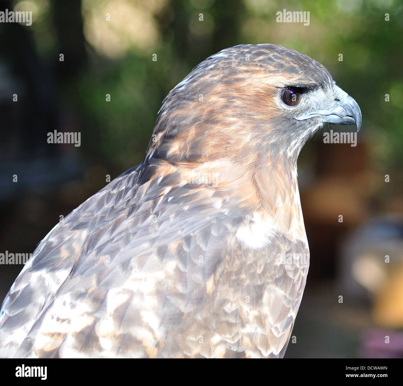 a Hawk , close up Stock Photo - Alamy