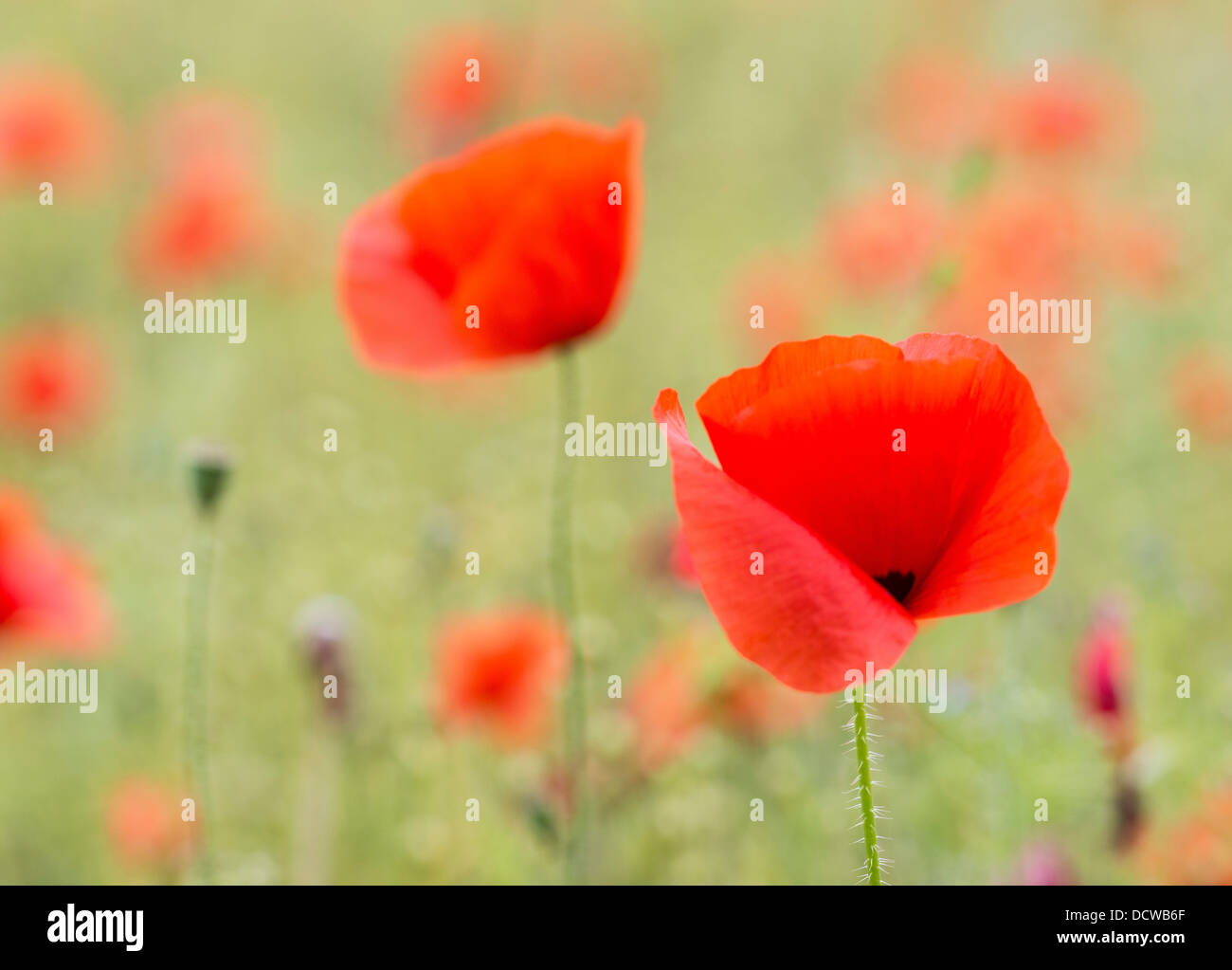 Soft focus poppies hi-res stock photography and images - Alamy