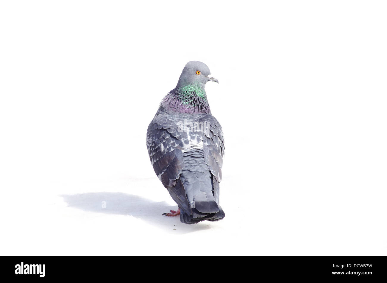 White pigeon side view Cut Out Stock Images & Pictures - Alamy