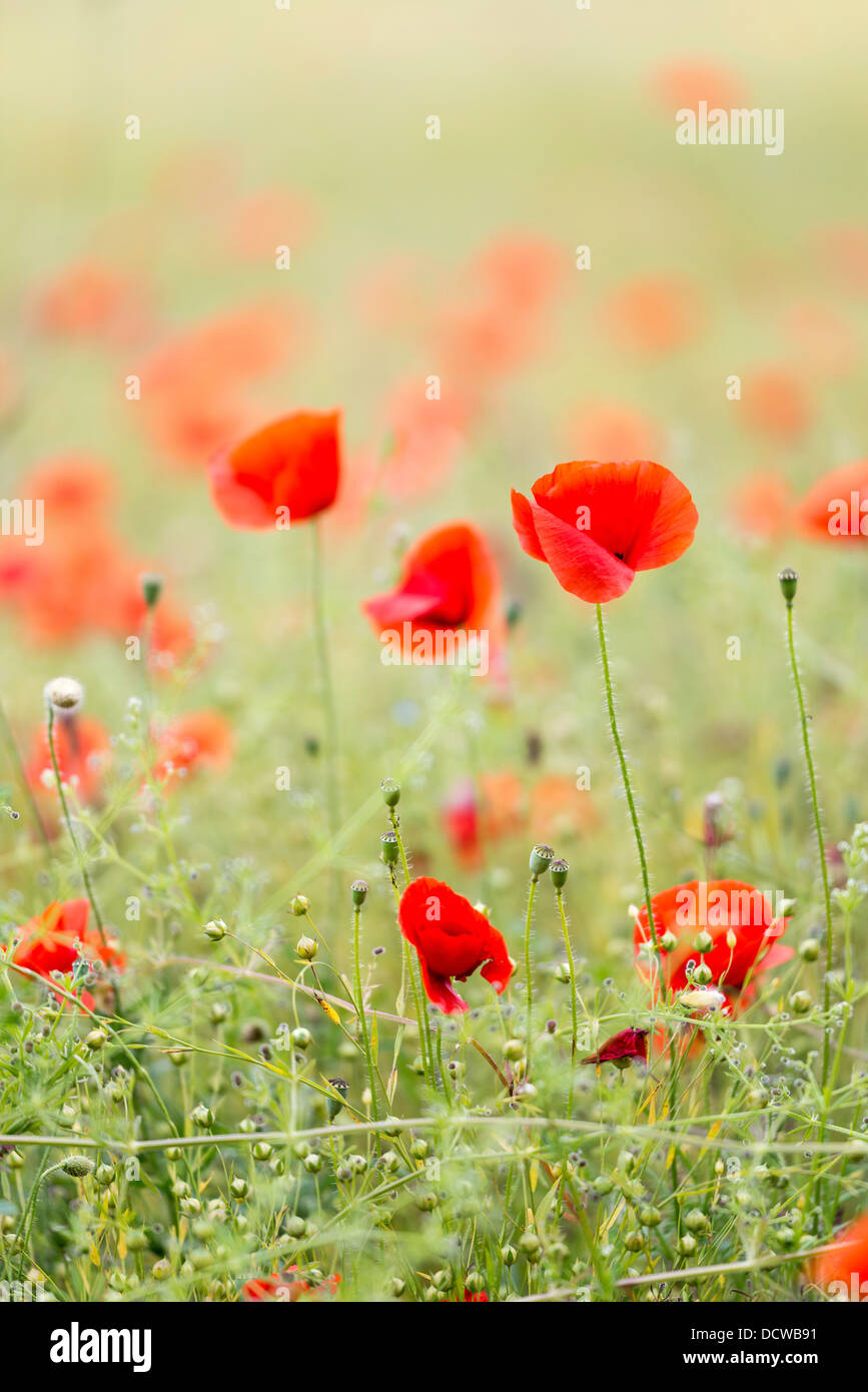 Soft focus poppies hi-res stock photography and images - Alamy