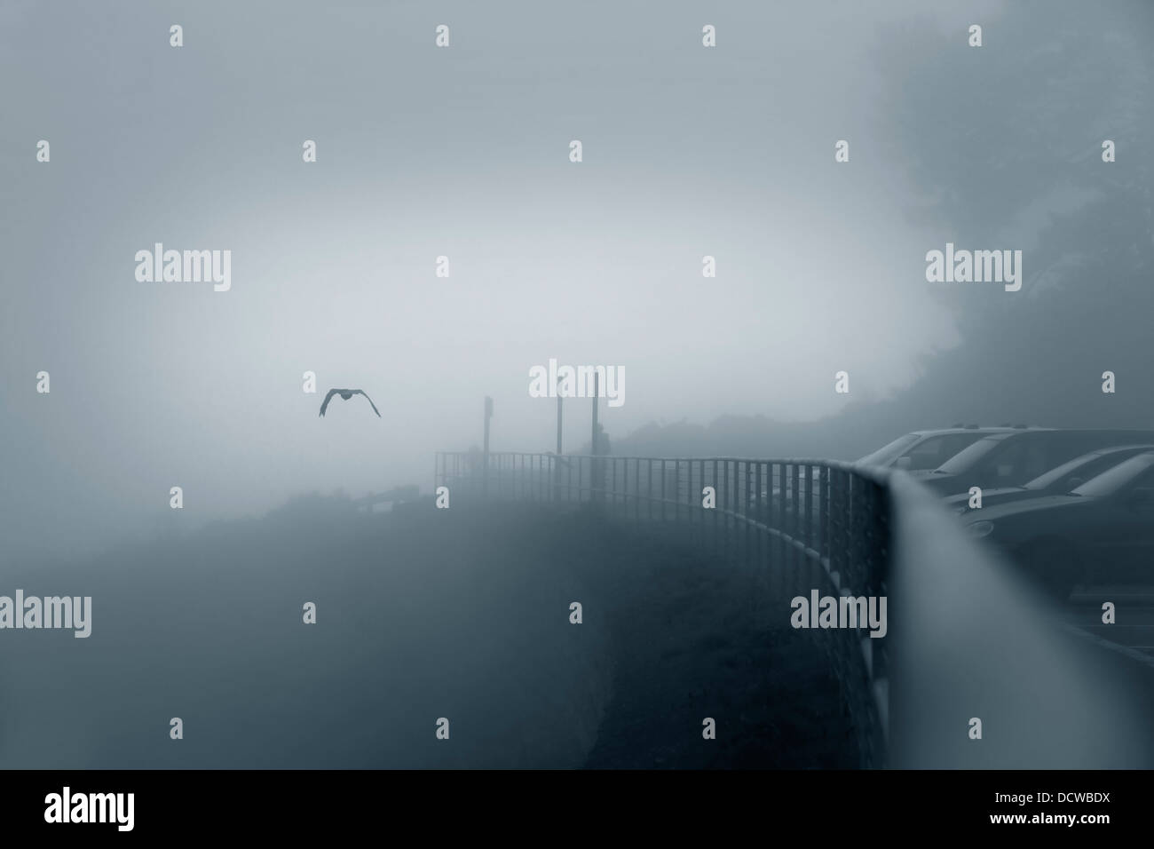 Bird in a fog Stock Photo - Alamy