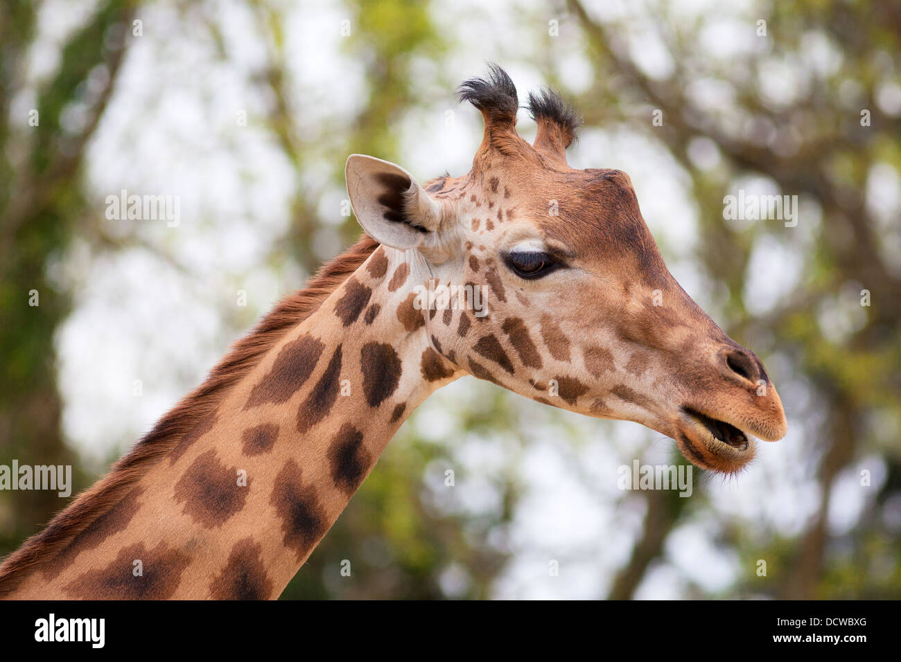 portrait of giraffe Stock Photo - Alamy