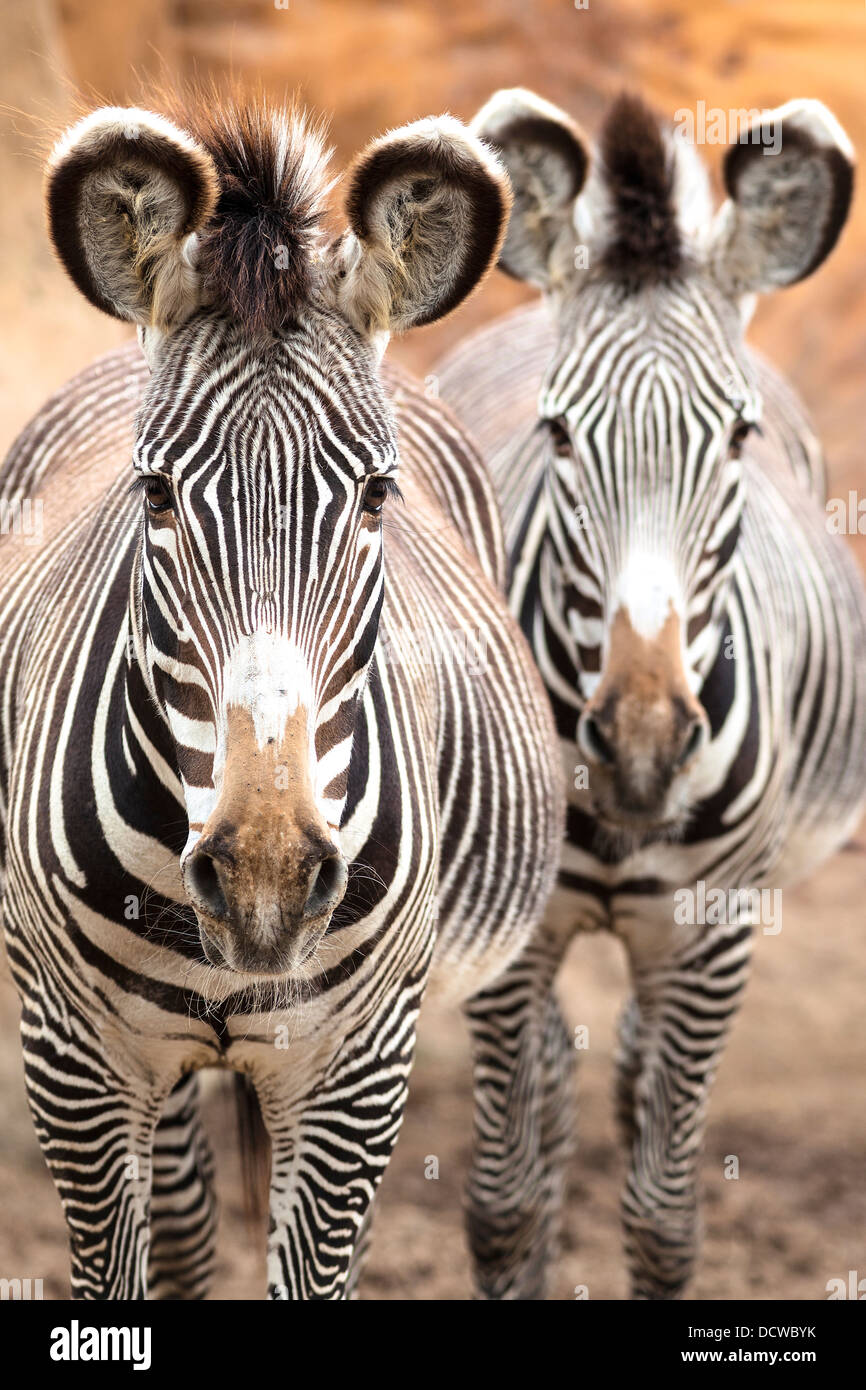 Zebra duck hi-res stock photography and images - Alamy
