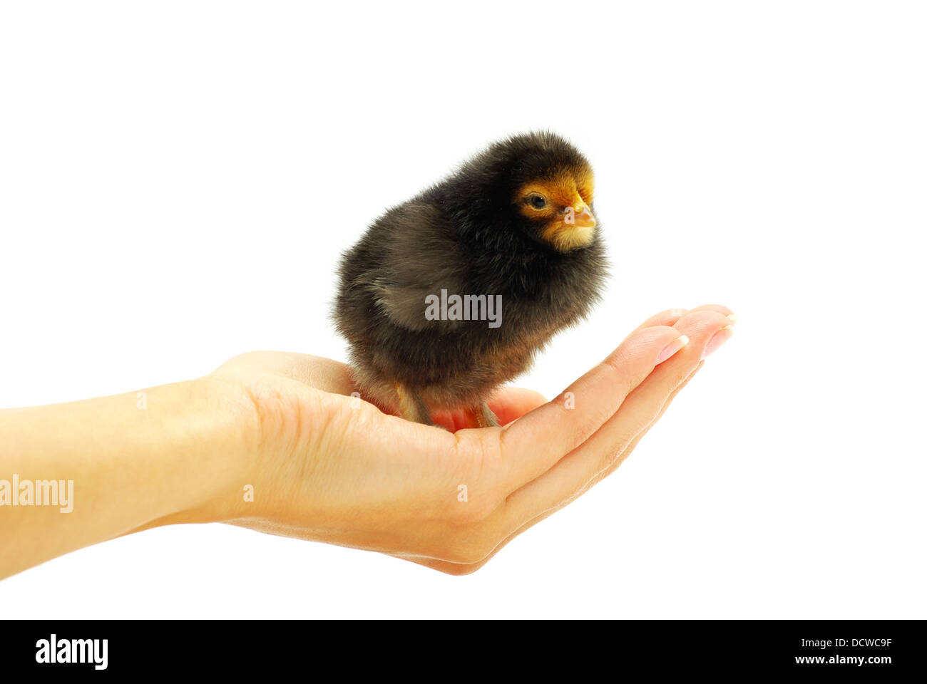Cute little bird hand Cut Out Stock Images & Pictures - Alamy