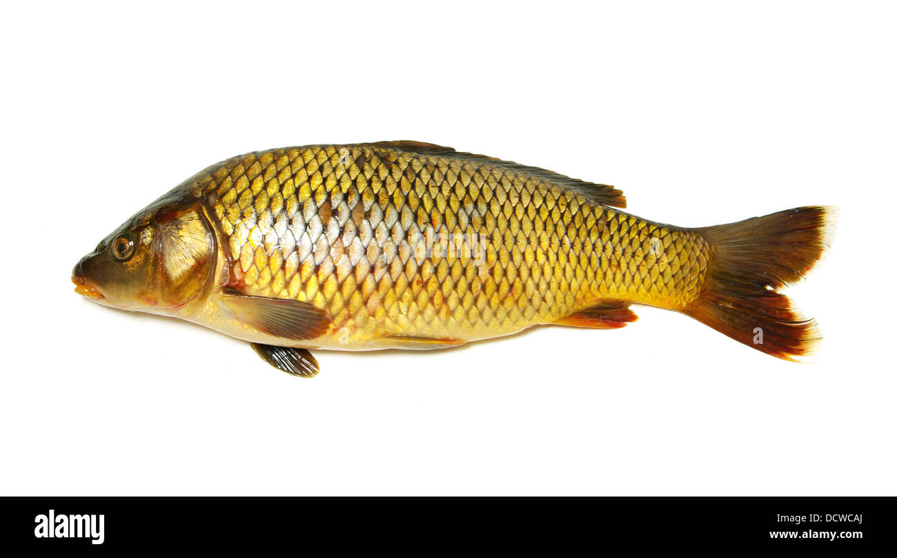 Sea carp hi-res stock photography and images - Alamy