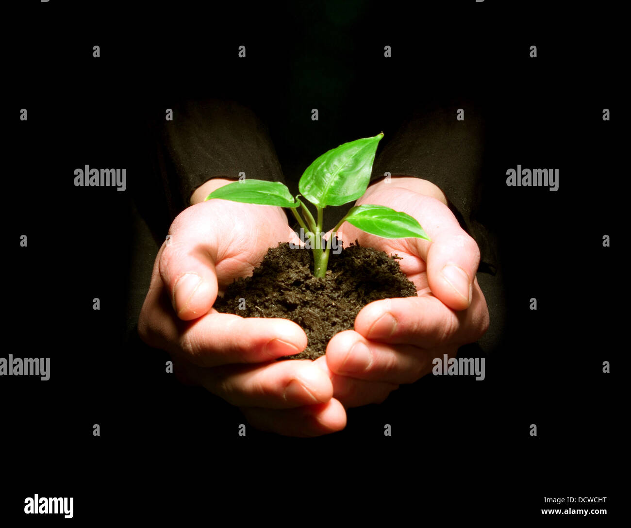 hands holding sapling Stock Photo - Alamy