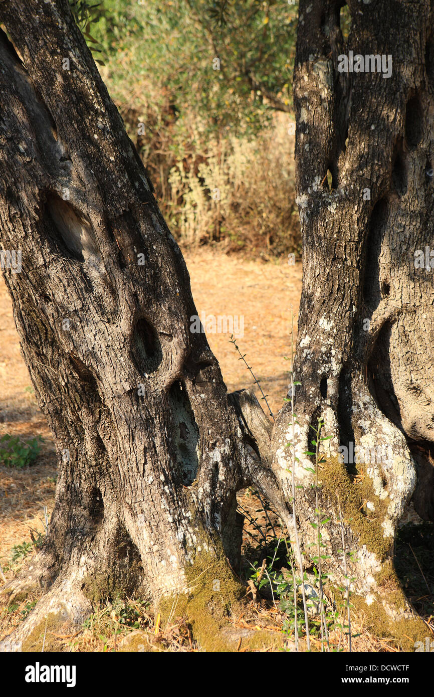 Gnarled tree trunks hi-res stock photography and images - Alamy