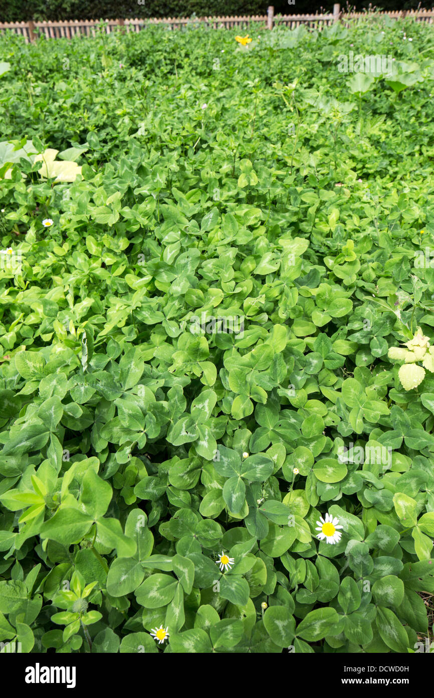 Clover green manure crop on allotment, England, UK Stock Photo - Alamy