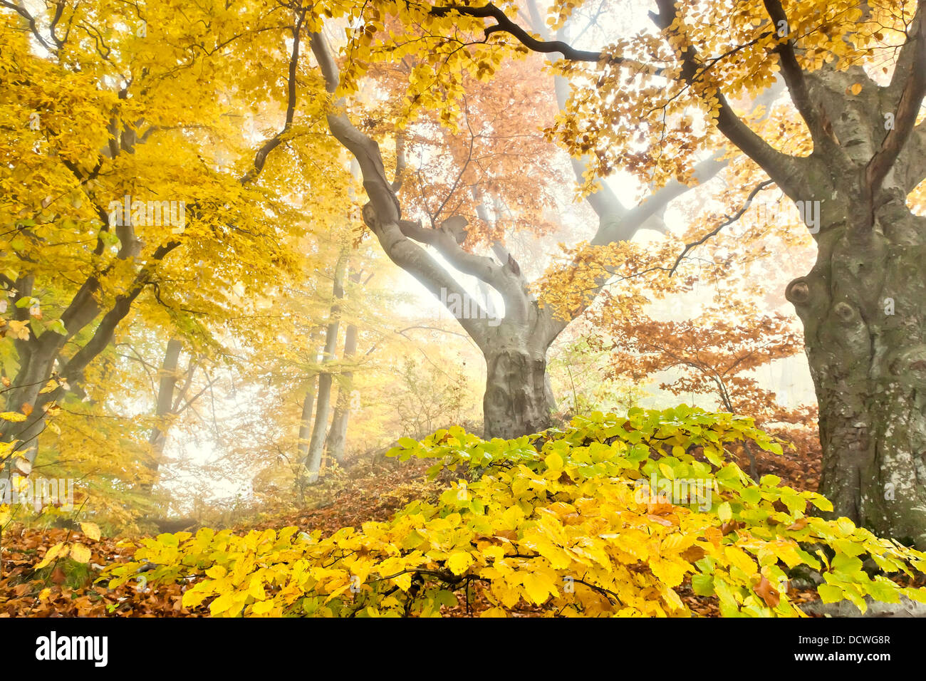 yellow autumn forest Stock Photo - Alamy