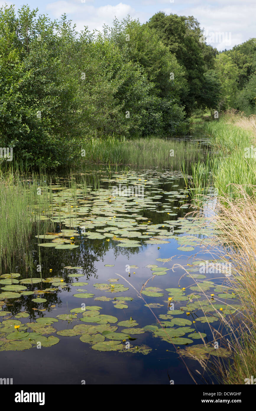 The Montgomery Canal near Welshpool, Powys, Wales, UK Stock Photo - Alamy