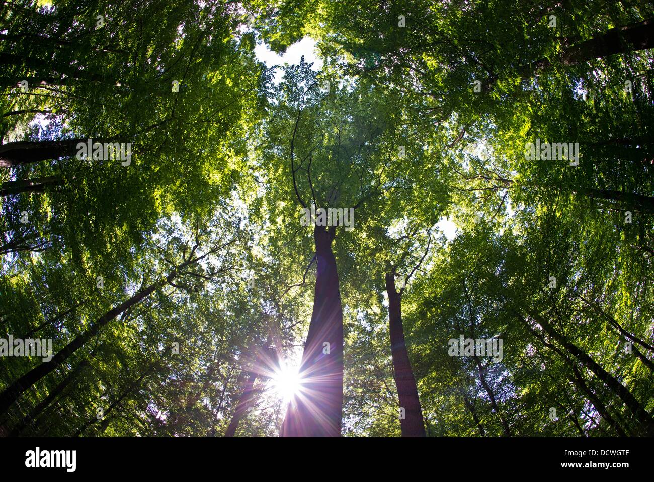 The sun shines through the dense canopy of beeches in the World Natural ...