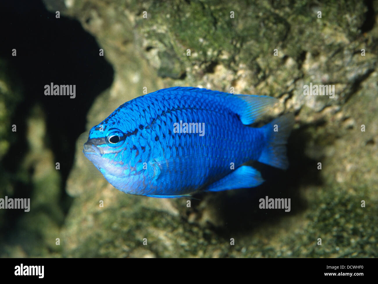 Blue Damselfish, Chrysiptera cyanea, Pomacentridae Indo-pacific ocean ...