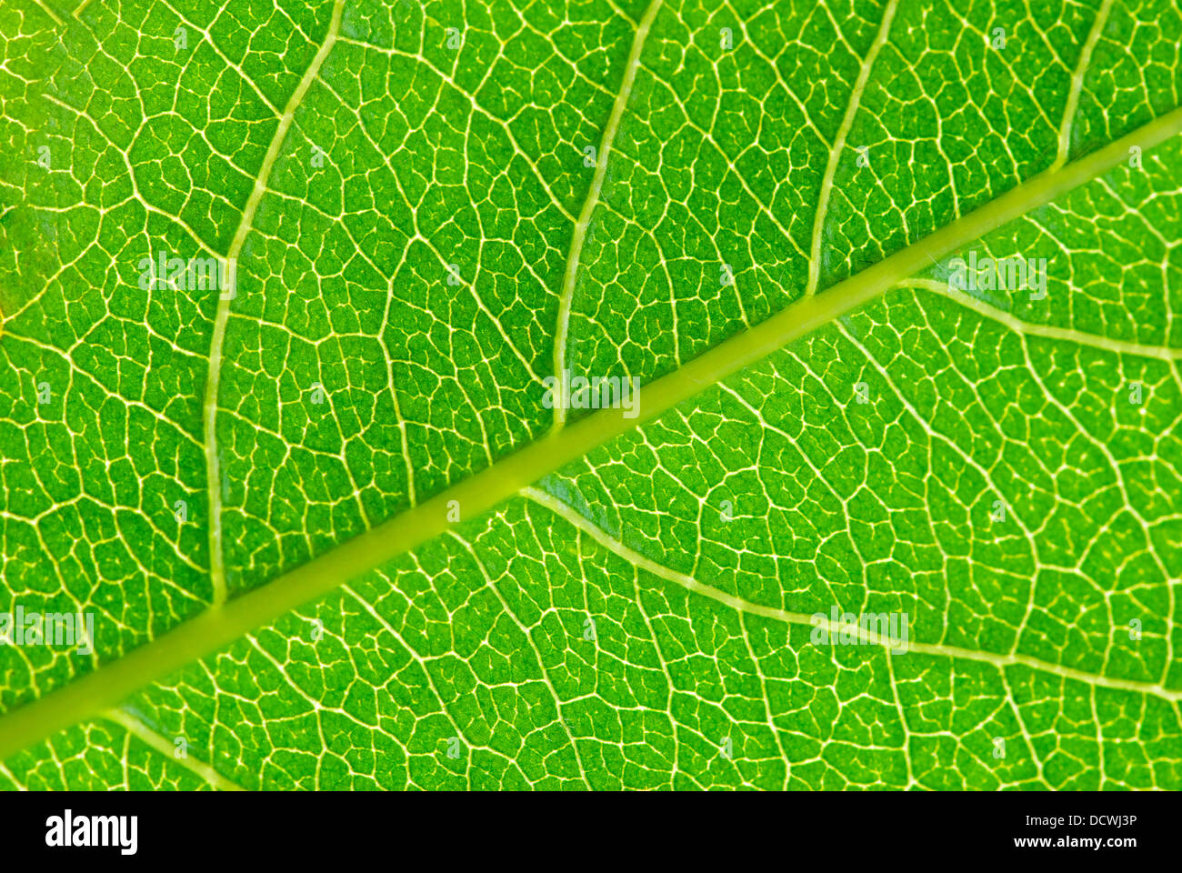 structure of leaf Stock Photo - Alamy