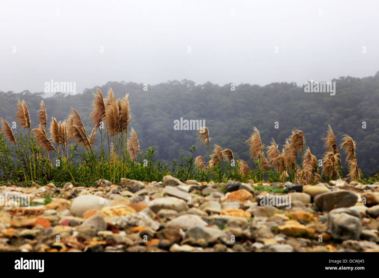 Grass on a wind Stock Photo - Alamy