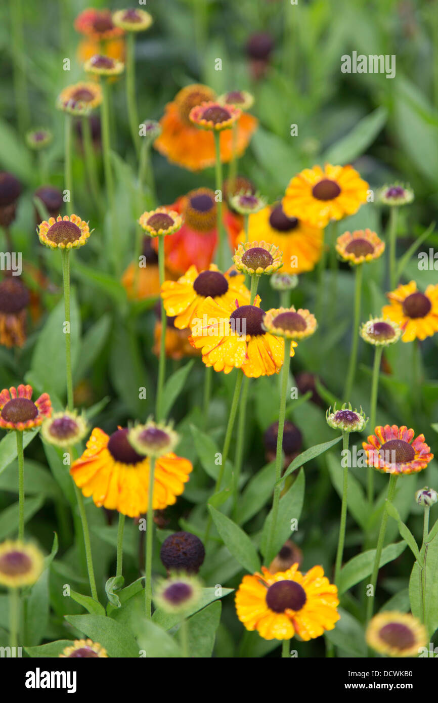 Heleniums in a flower border Stock Photo - Alamy