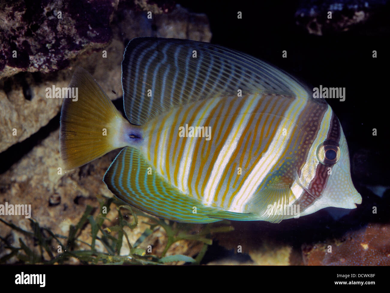 Sailfin tang Zebrasoma veliferum, Acanthuridae, Indo-pacific ocean ...