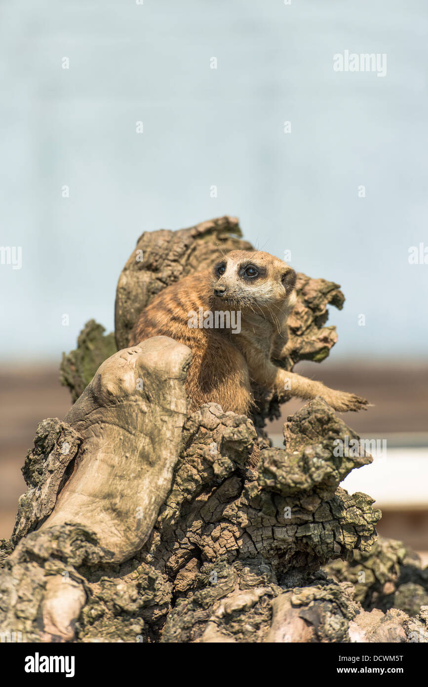 A meerkat watching out for the group Stock Photo - Alamy