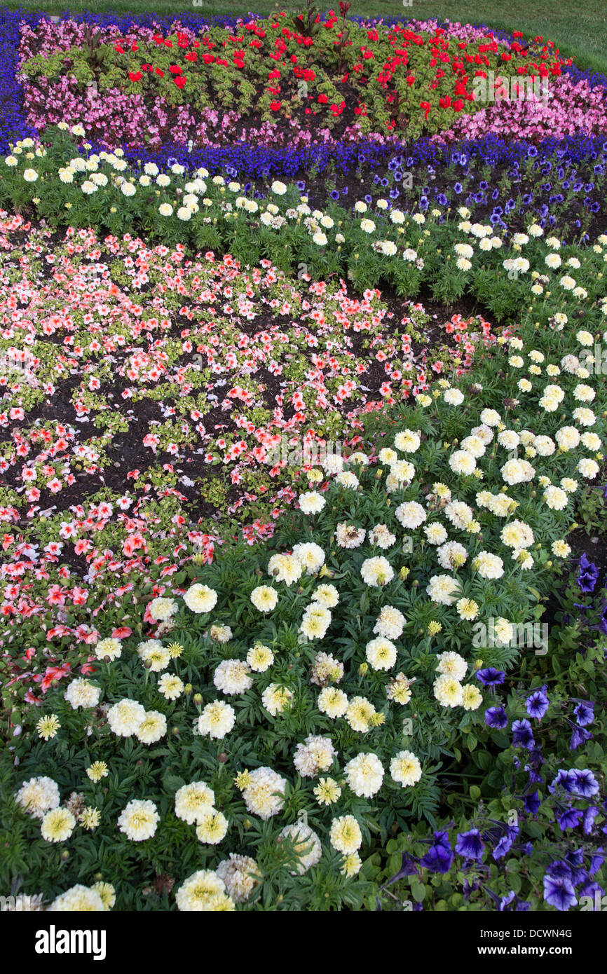 Geraniums lobelia geranium hi-res stock photography and images - Alamy