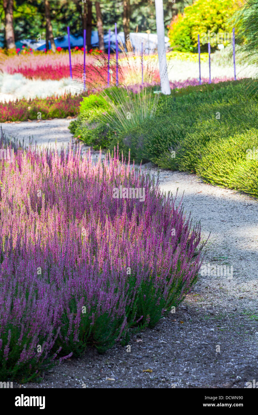 Modern style planting with Calluna vulgaris Stock Photo - Alamy