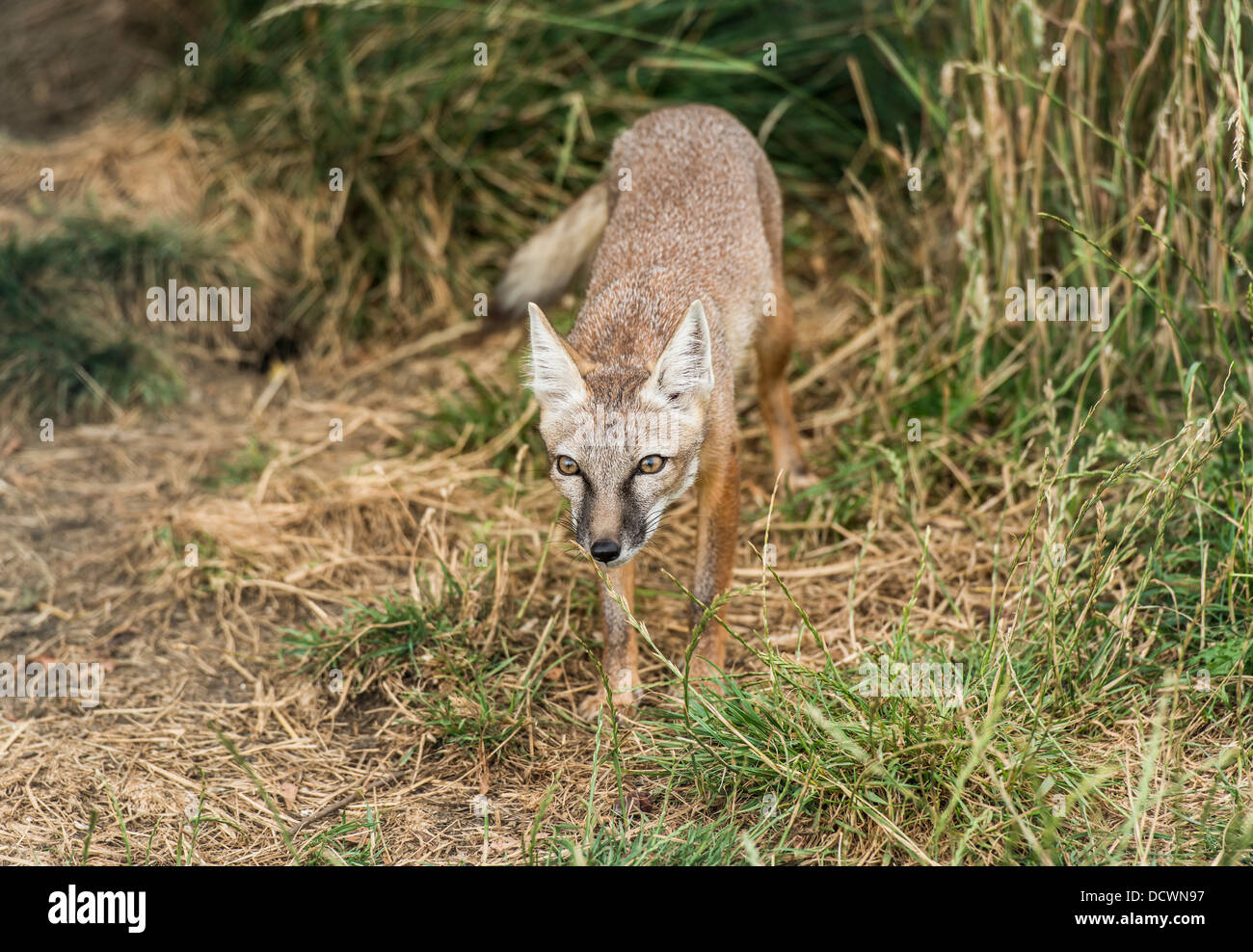 Corsac fox, vulpes corsac Stock Photo - Alamy