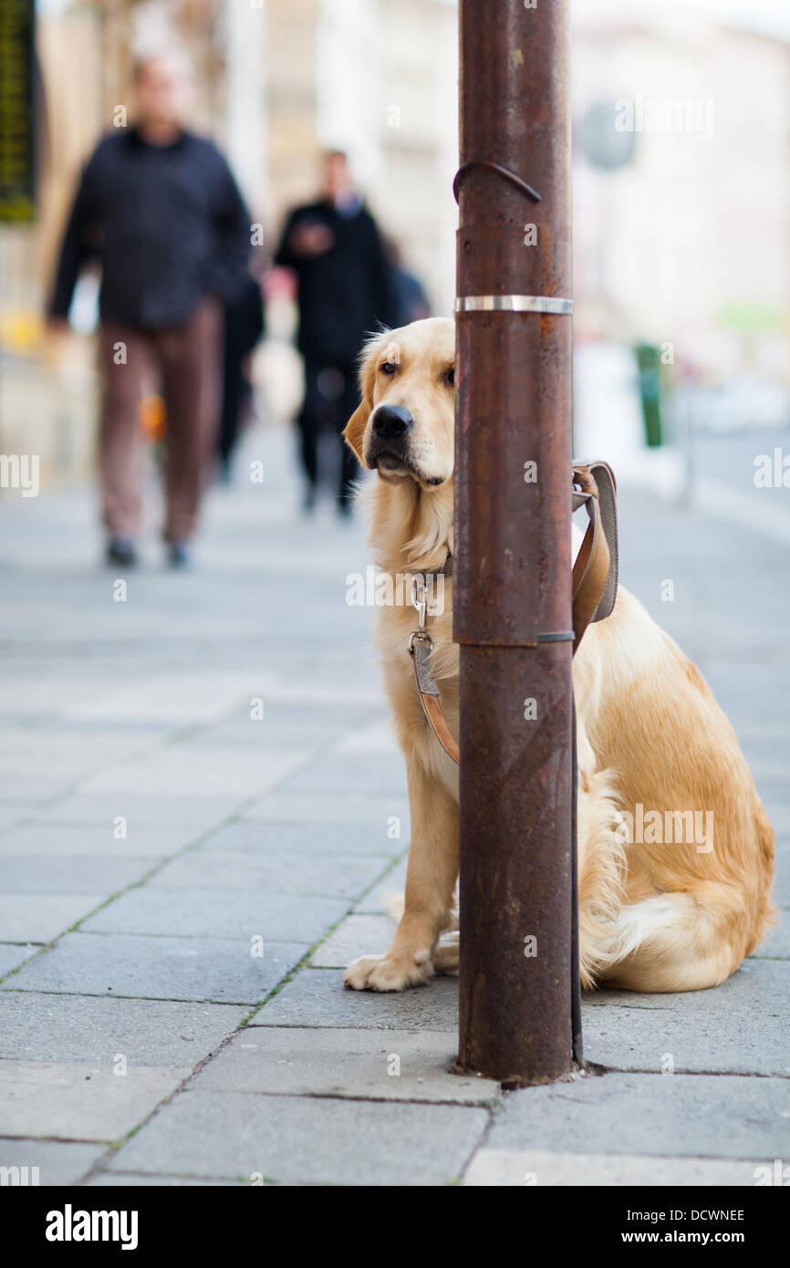 lonely cute dog waiting patiently for his master on a city stree Stock ...