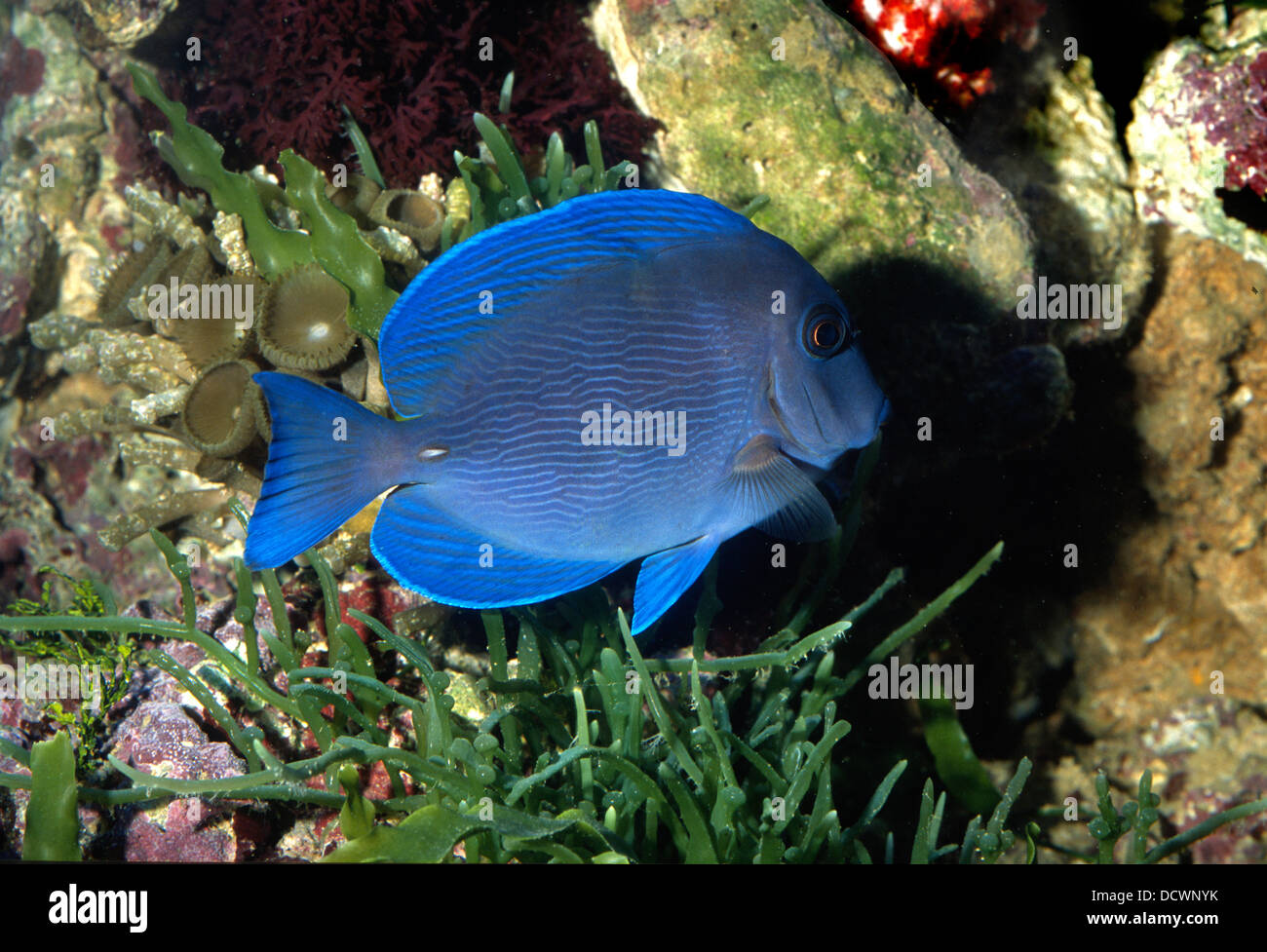 Blue Caribbean Tang Acanthurus ceruleus. Acanthuridae, Tropical ...