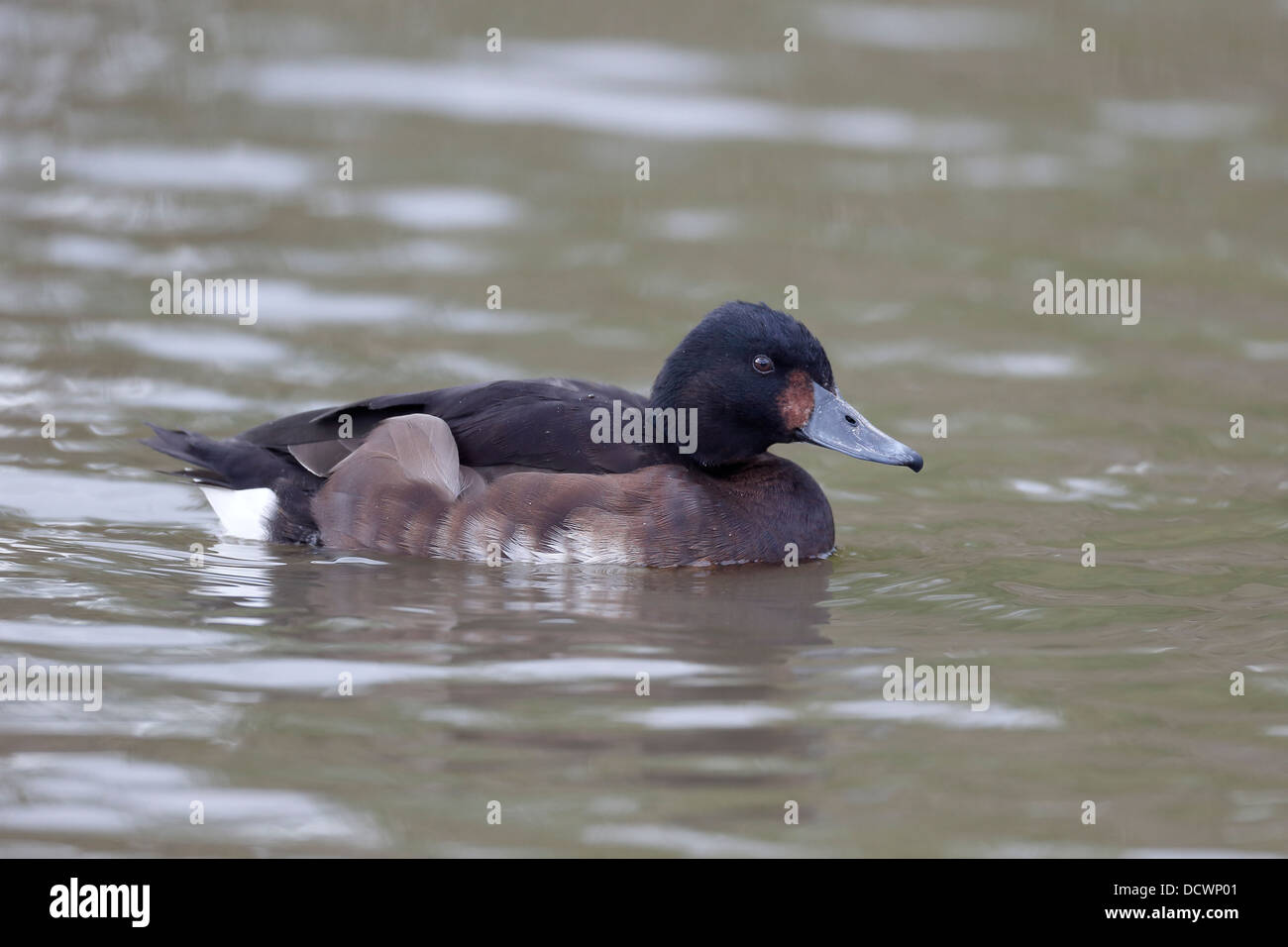 Baers pochard, Aythya baeri, single bird on water, captive, March 2013 ...