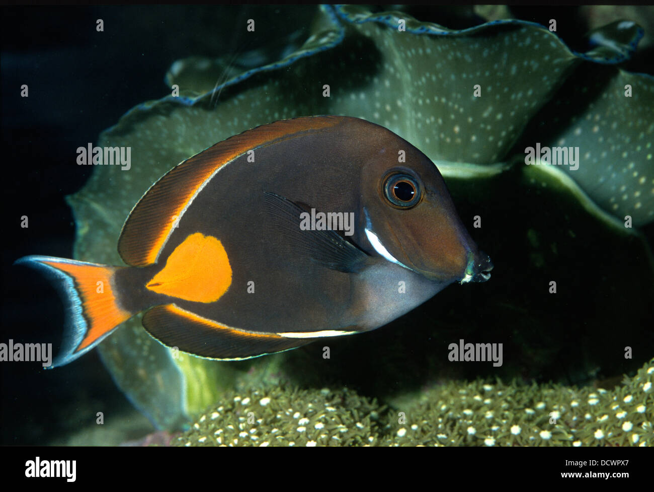 Achilles surgeonfish Acanthurus achilles, Acanthuridae, Indo-pacific ...