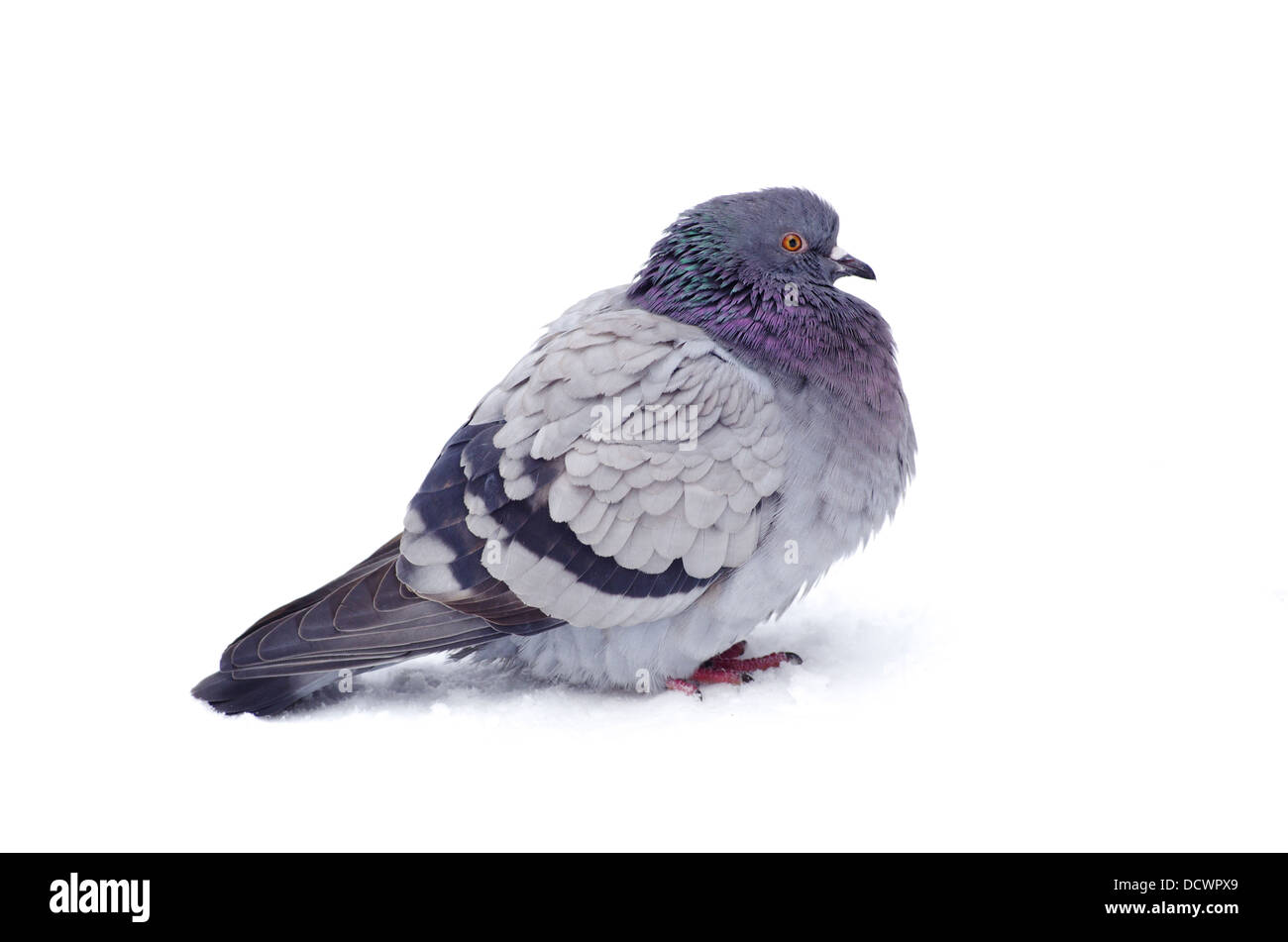 White pigeon side view Cut Out Stock Images & Pictures - Alamy