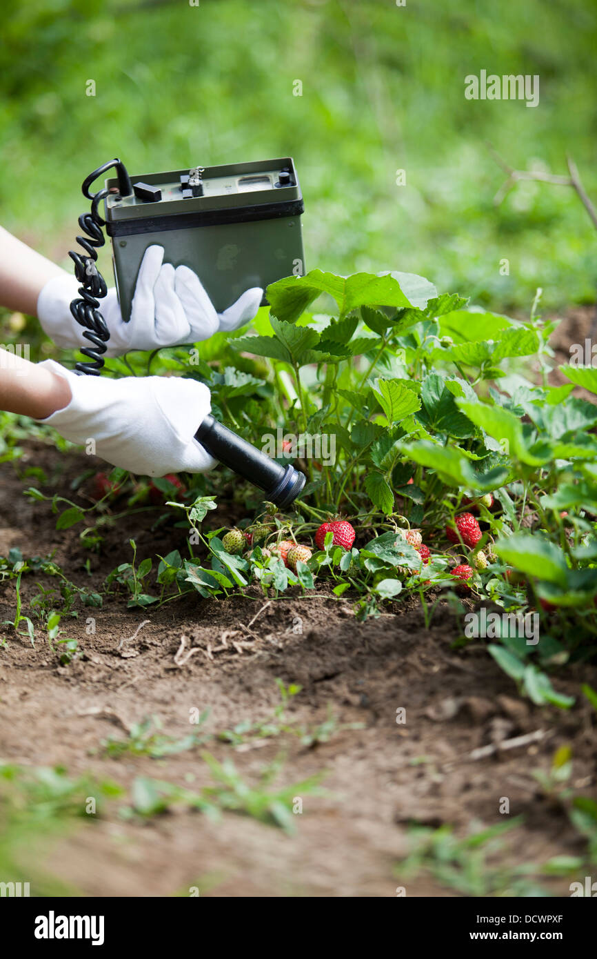 measuring radiation levels of strawberries Stock Photo - Alamy