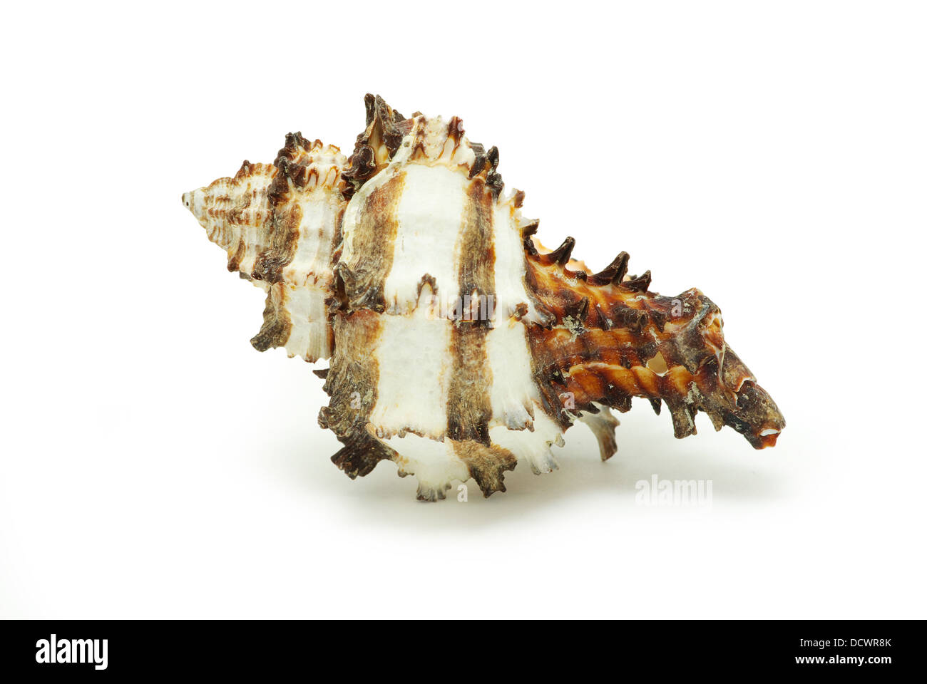 Still life seashell Cut Out Stock Images & Pictures - Alamy