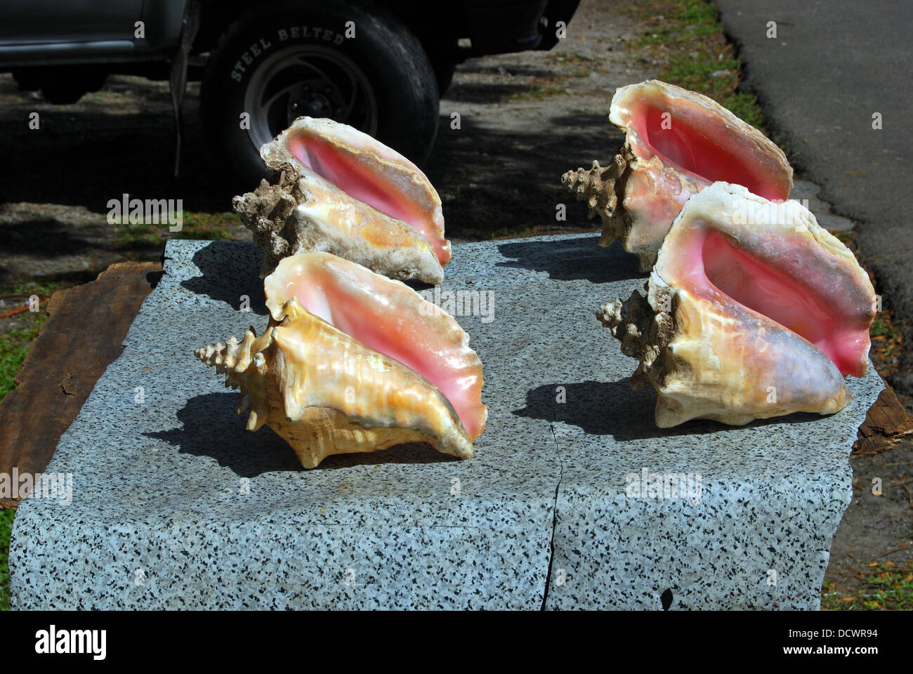 St lucia conch shells hi-res stock photography and images - Alamy