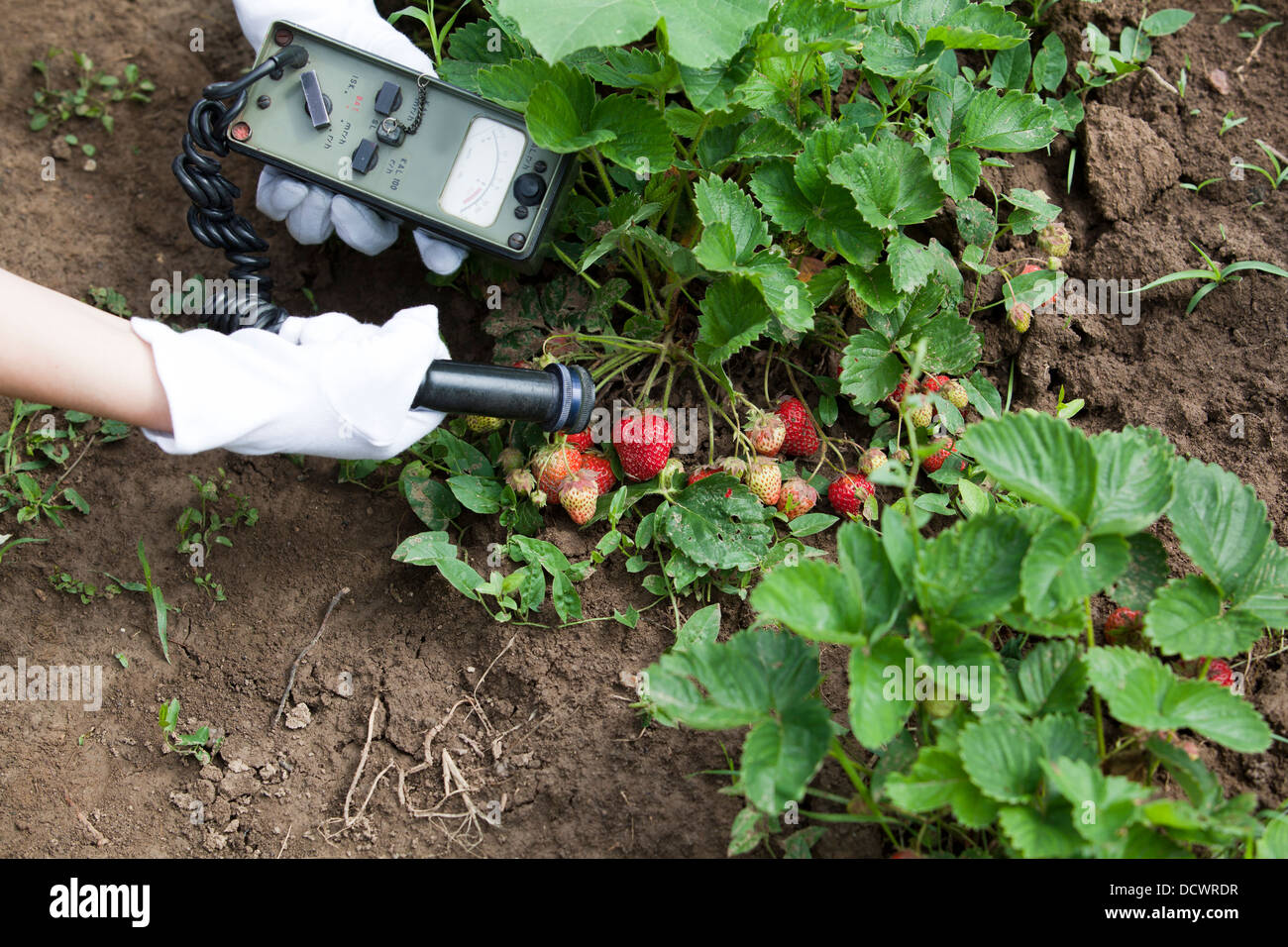 measuring radiation levels of strawberries Stock Photo - Alamy