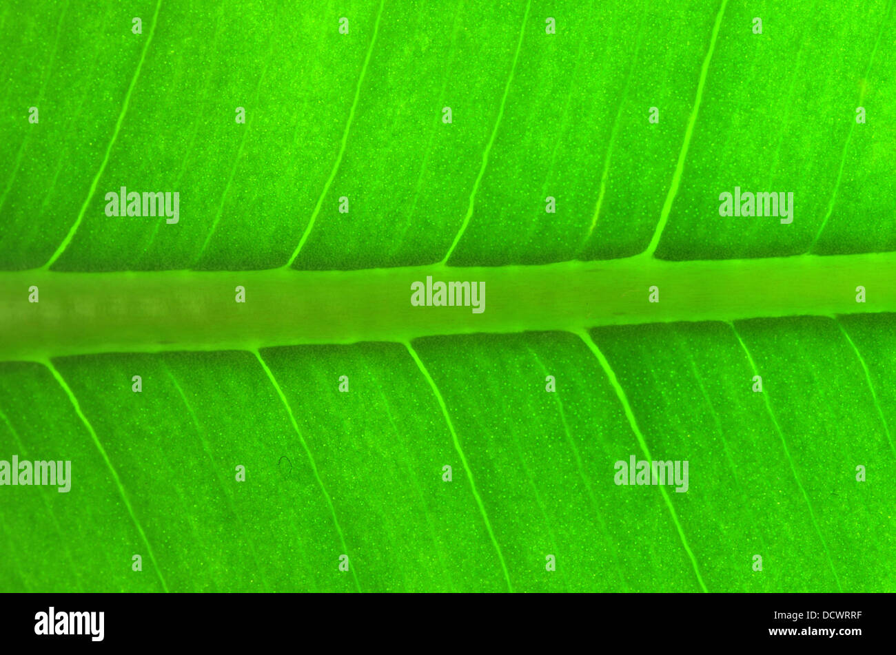 structure of leaf Stock Photo - Alamy